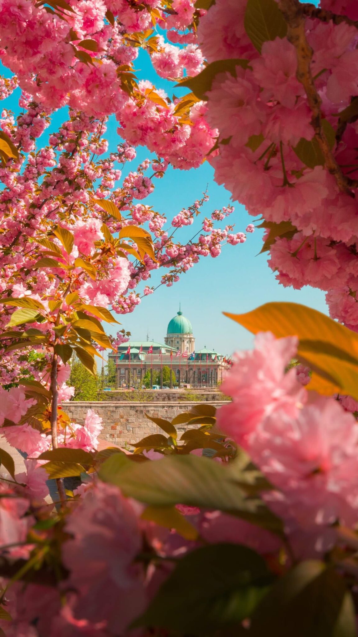 75+ Gorgeous Spring Wallpaper Downloads For Your iPhone