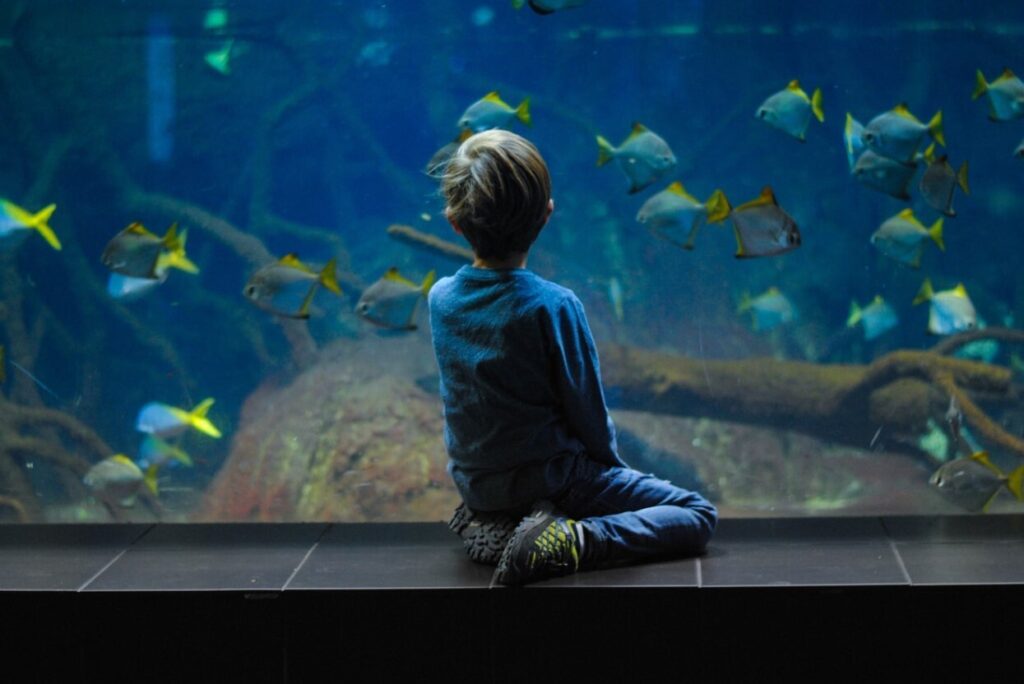 25 Incredible Things To Do on Anna Maria Island - The Wild Trek