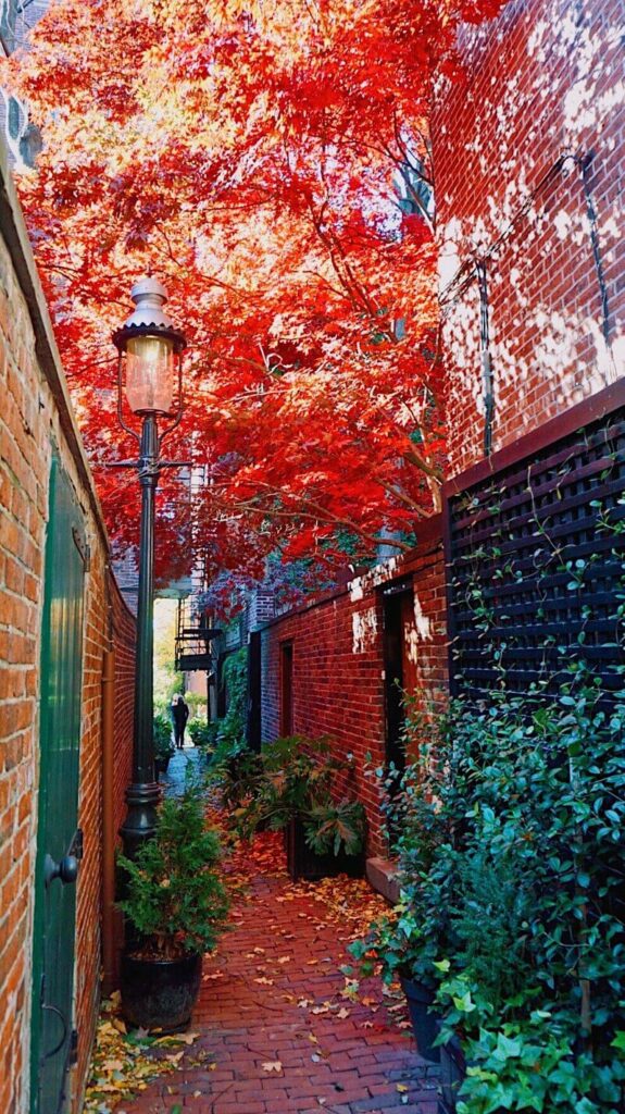 30+ Fun Things To Do In Boston In Fall - The Wild Trek